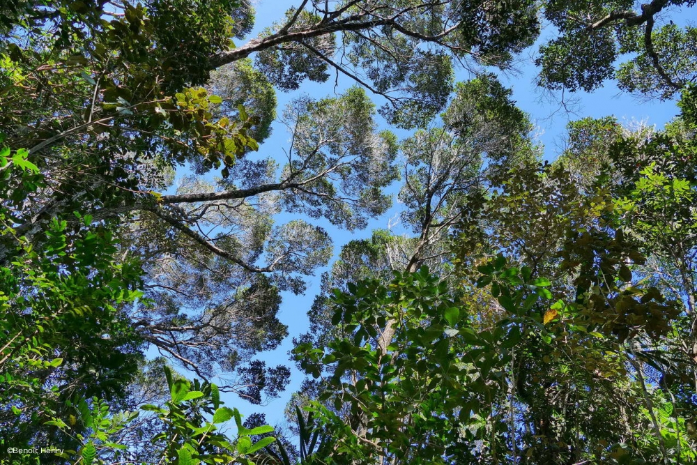 How Many Tree Species Are There In The World? | Botanic Gardens ...