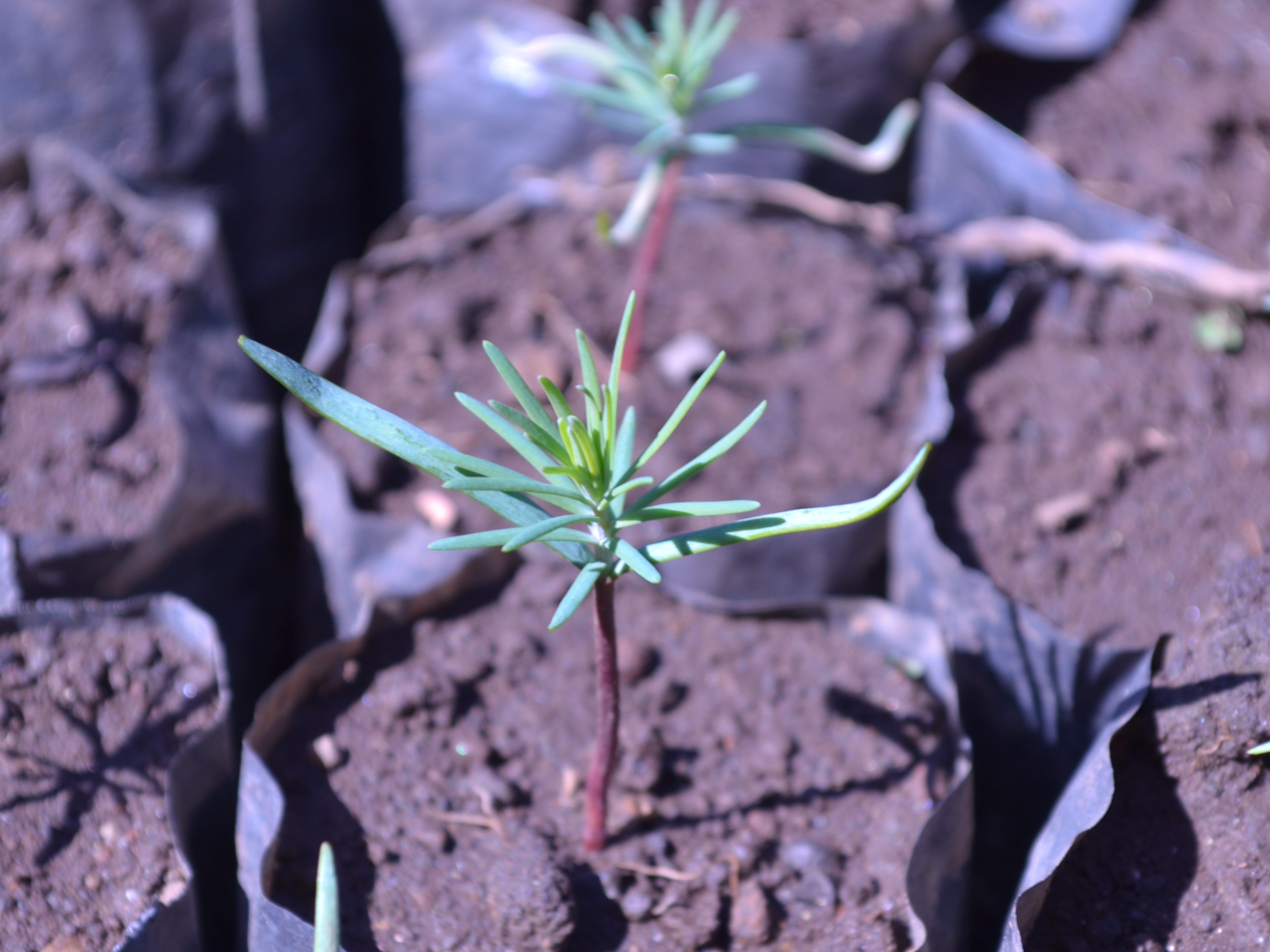 Save Our Cedar, Malawi | Botanic Gardens Conservation International