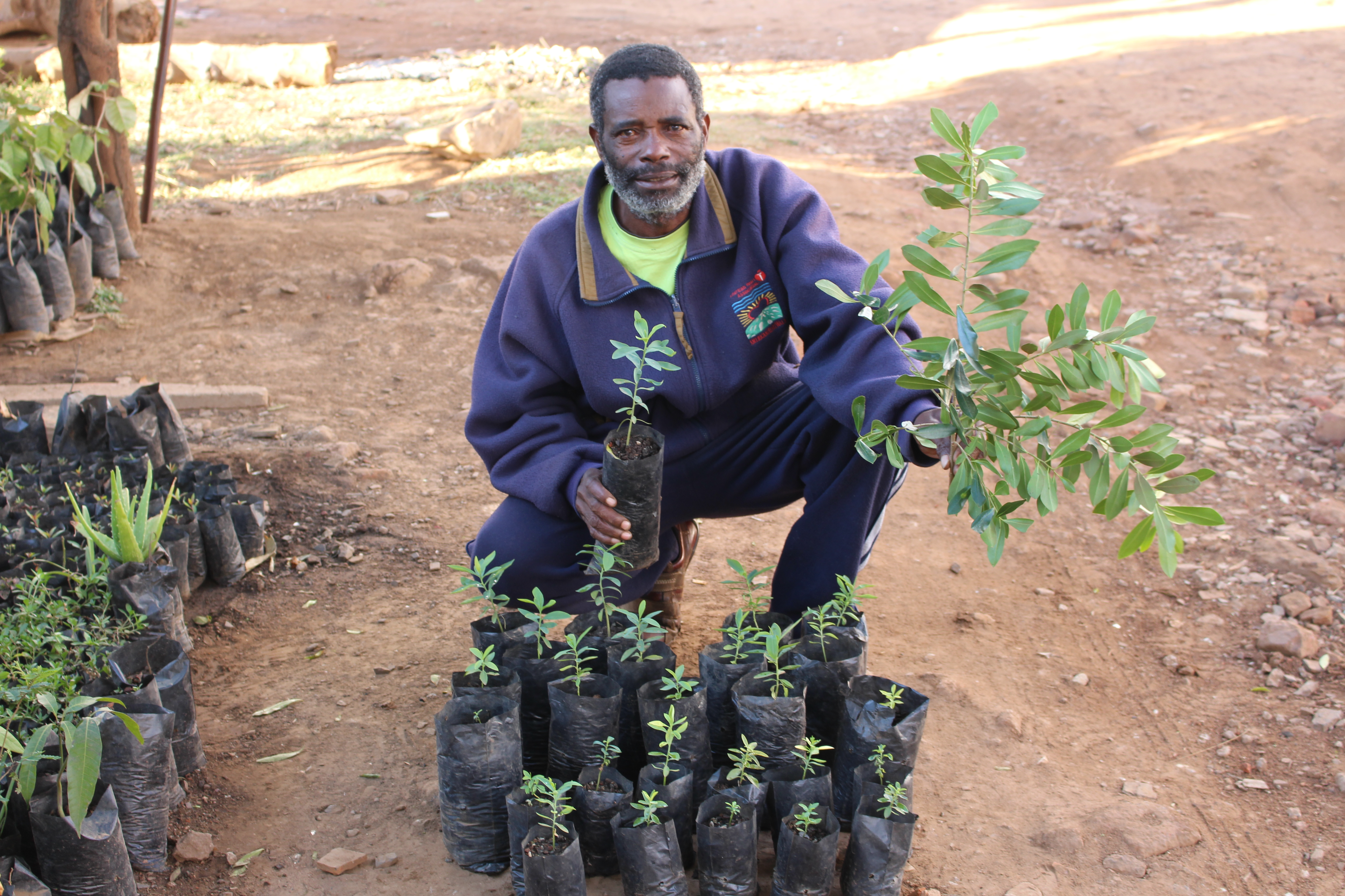 Conserving the Pepper-bark tree in Zimbabwe | Botanic Gardens ...