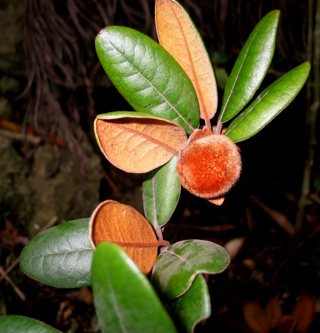 Halfway Towards the Global Tree Assessment! | Botanic Gardens ...