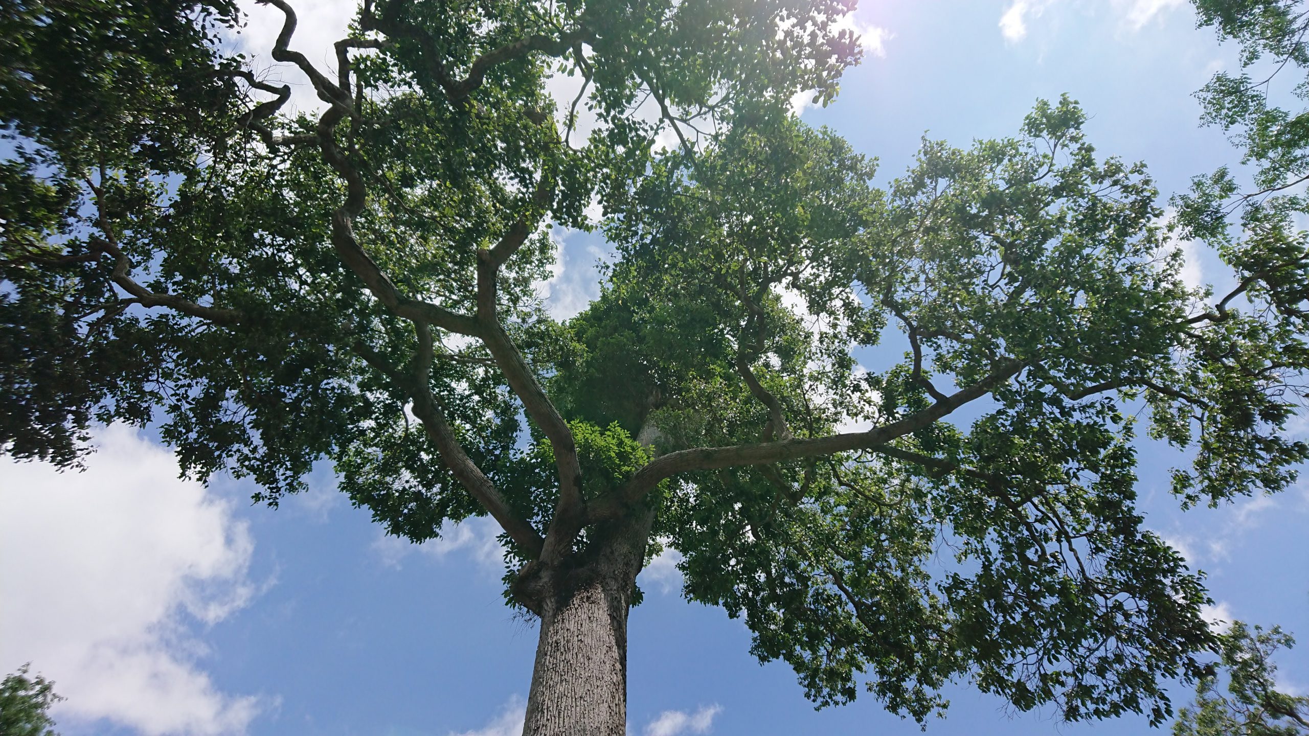 Regional Firsts for Trees on the IUCN Red List | Botanic Gardens ...