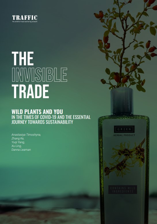 New Report Raises Alarm Over the Invisible Trade in Wild Plants ...