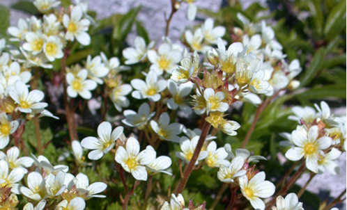 RBGE Plants and Climate Change Course | Botanic Gardens Conservation ...