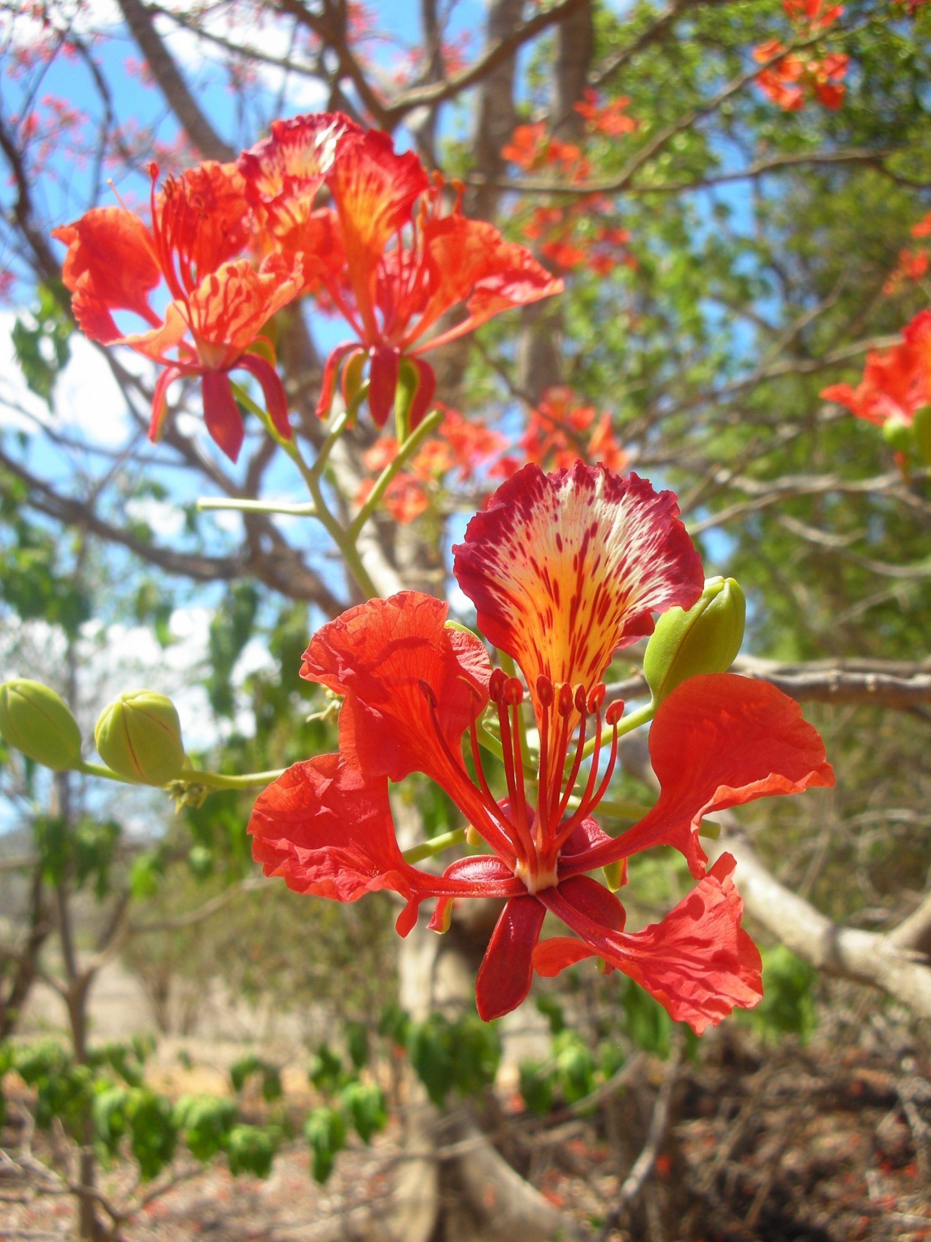 The Red List of Trees of Madagascar | Botanic Gardens Conservation ...