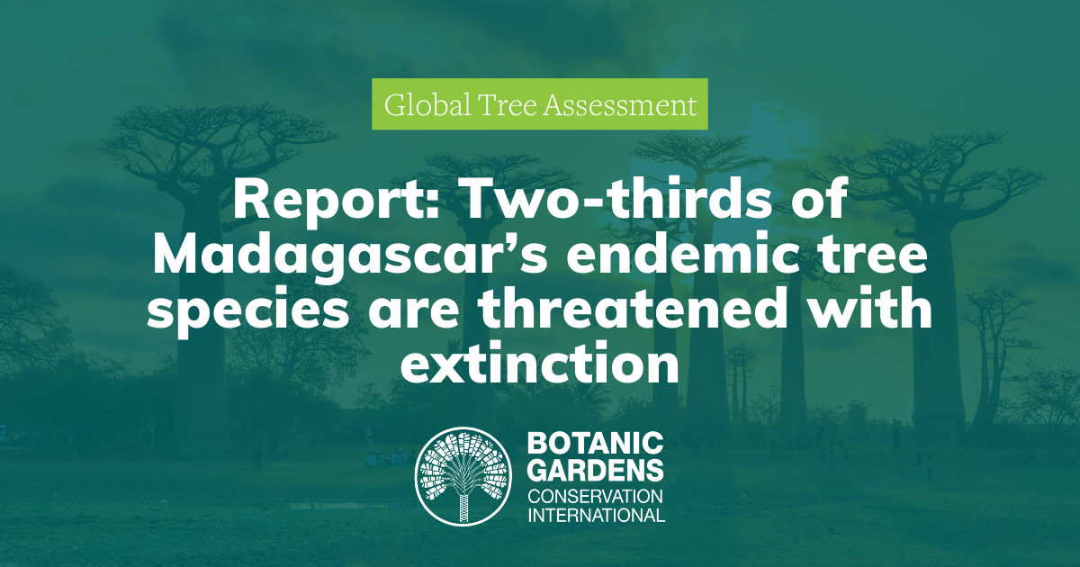 Report: Two-thirds of Madagascar’s endemic tree species are threatened ...