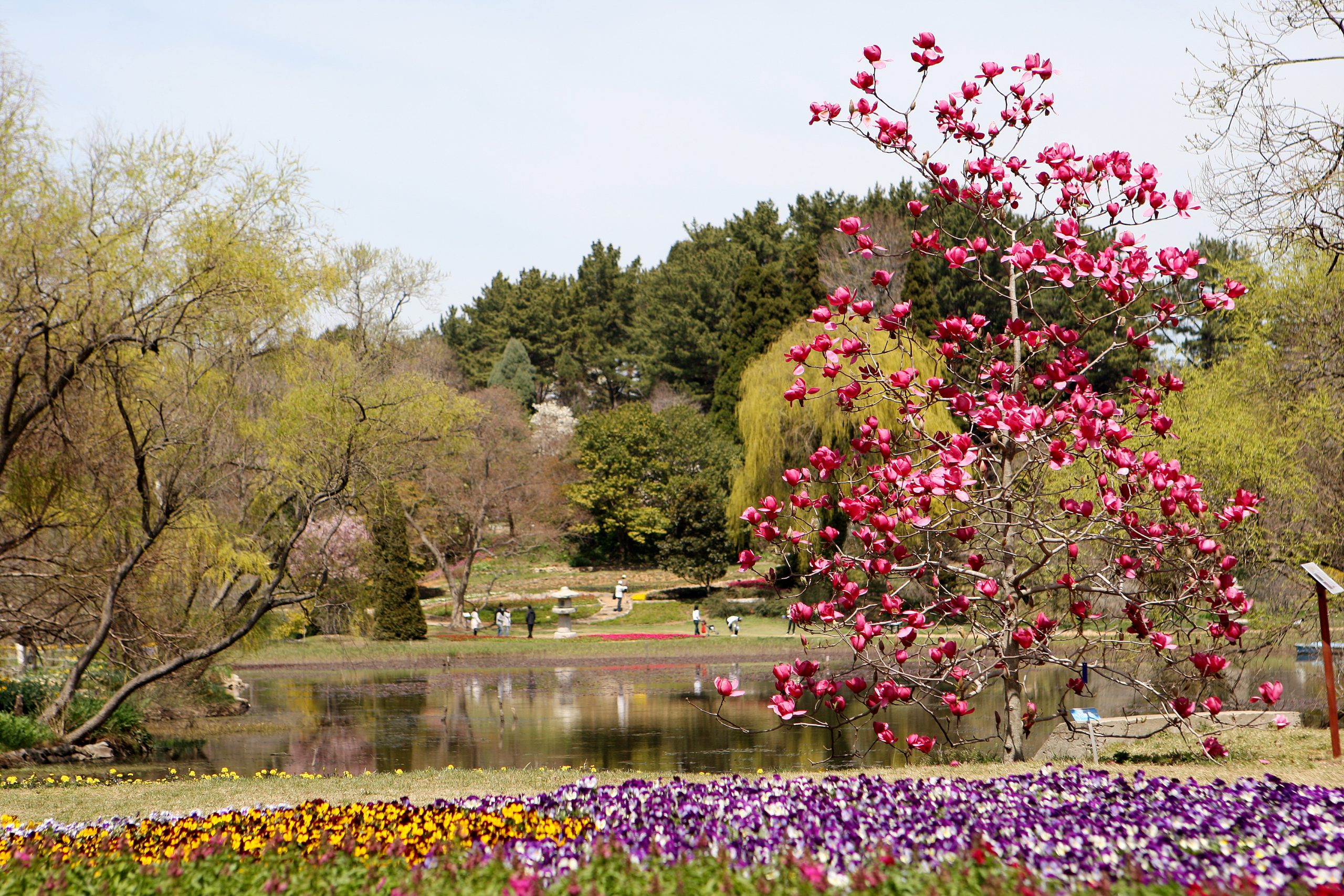 Book Donations for Chollipo Arboretum | Botanic Gardens Conservation ...