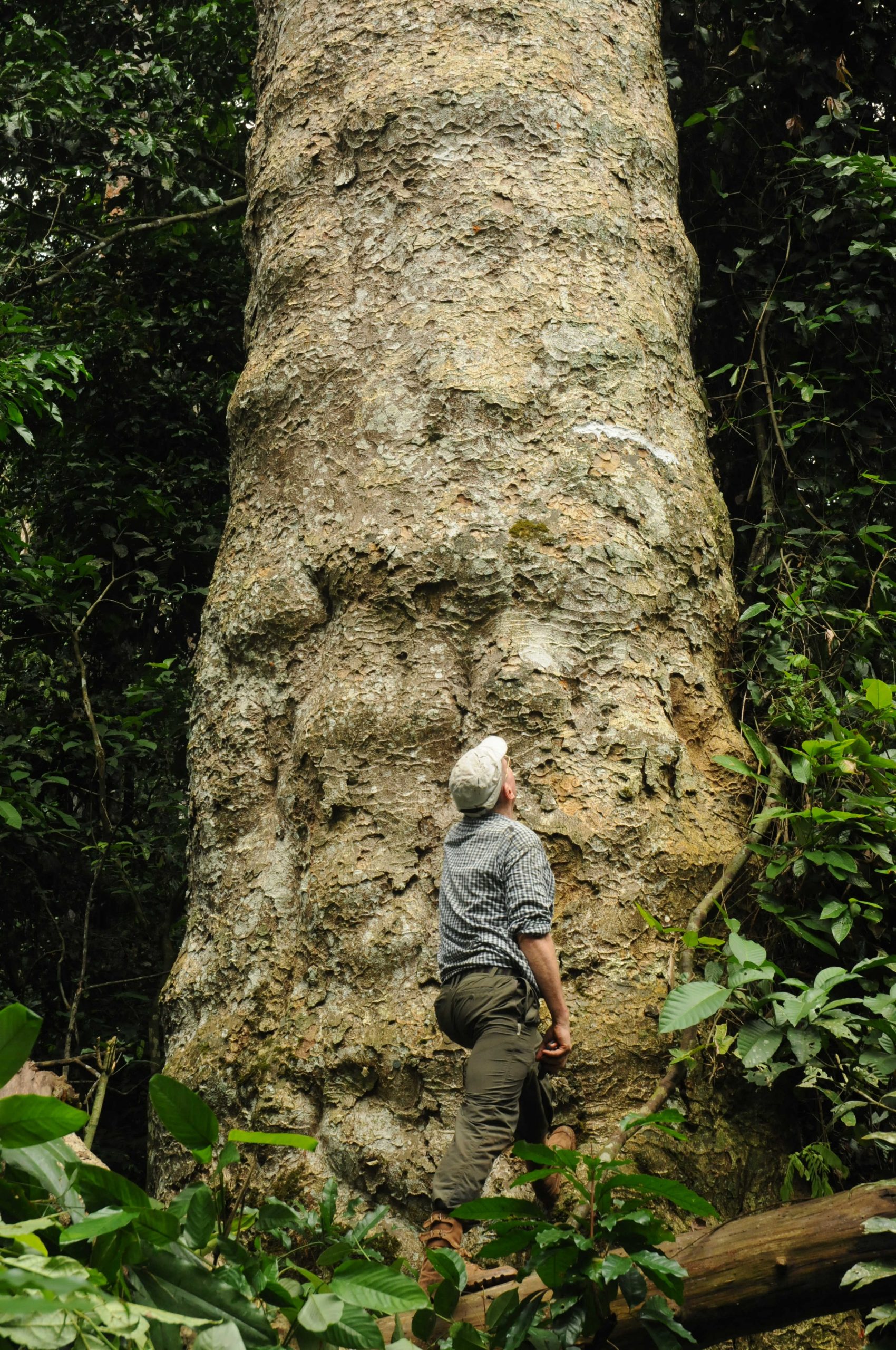 Giant trees branch out to support African elephants | Botanic Gardens ...