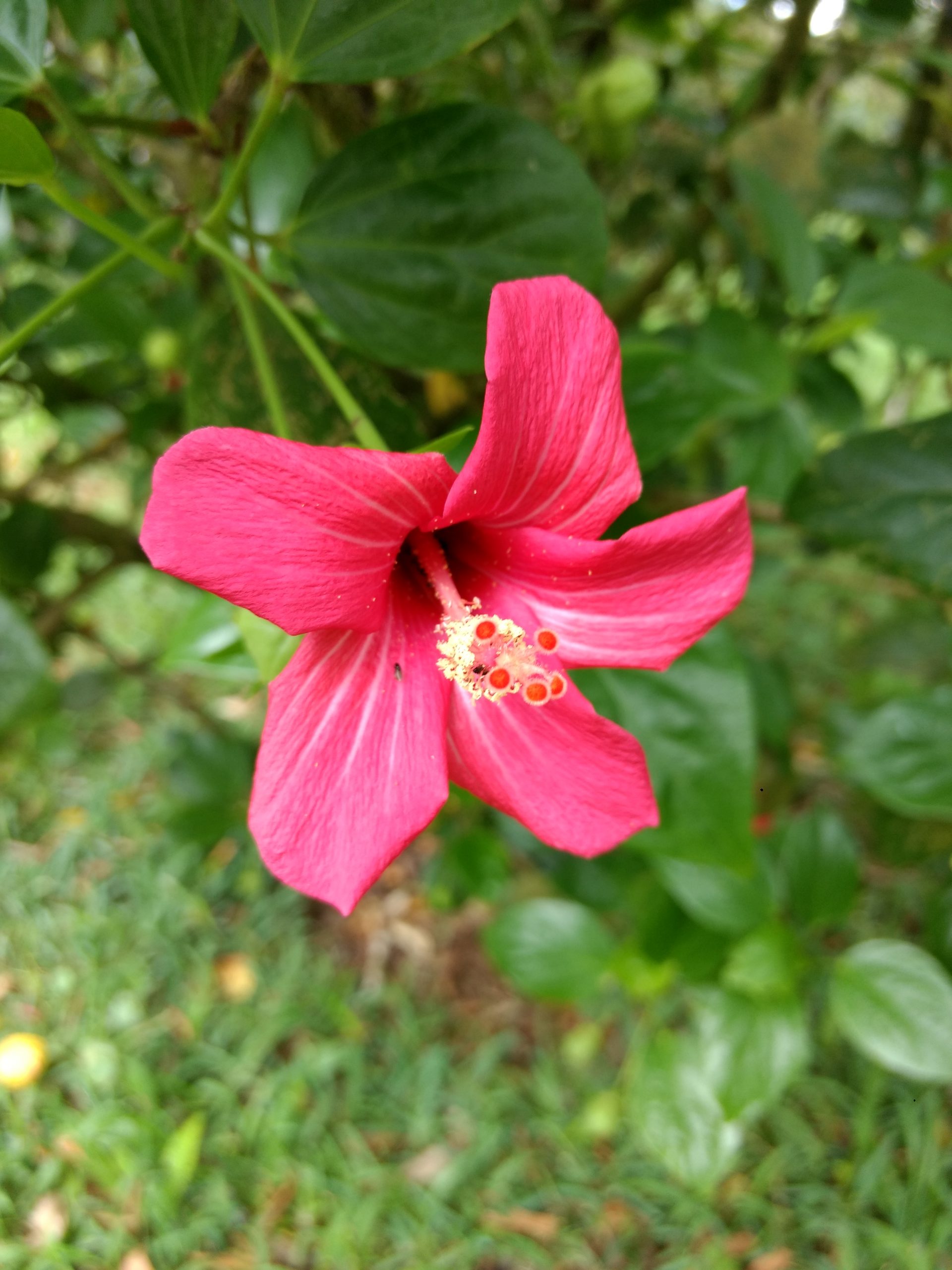 Tracing the Biogeographical Origins of a Clade of Island-Hopping ...