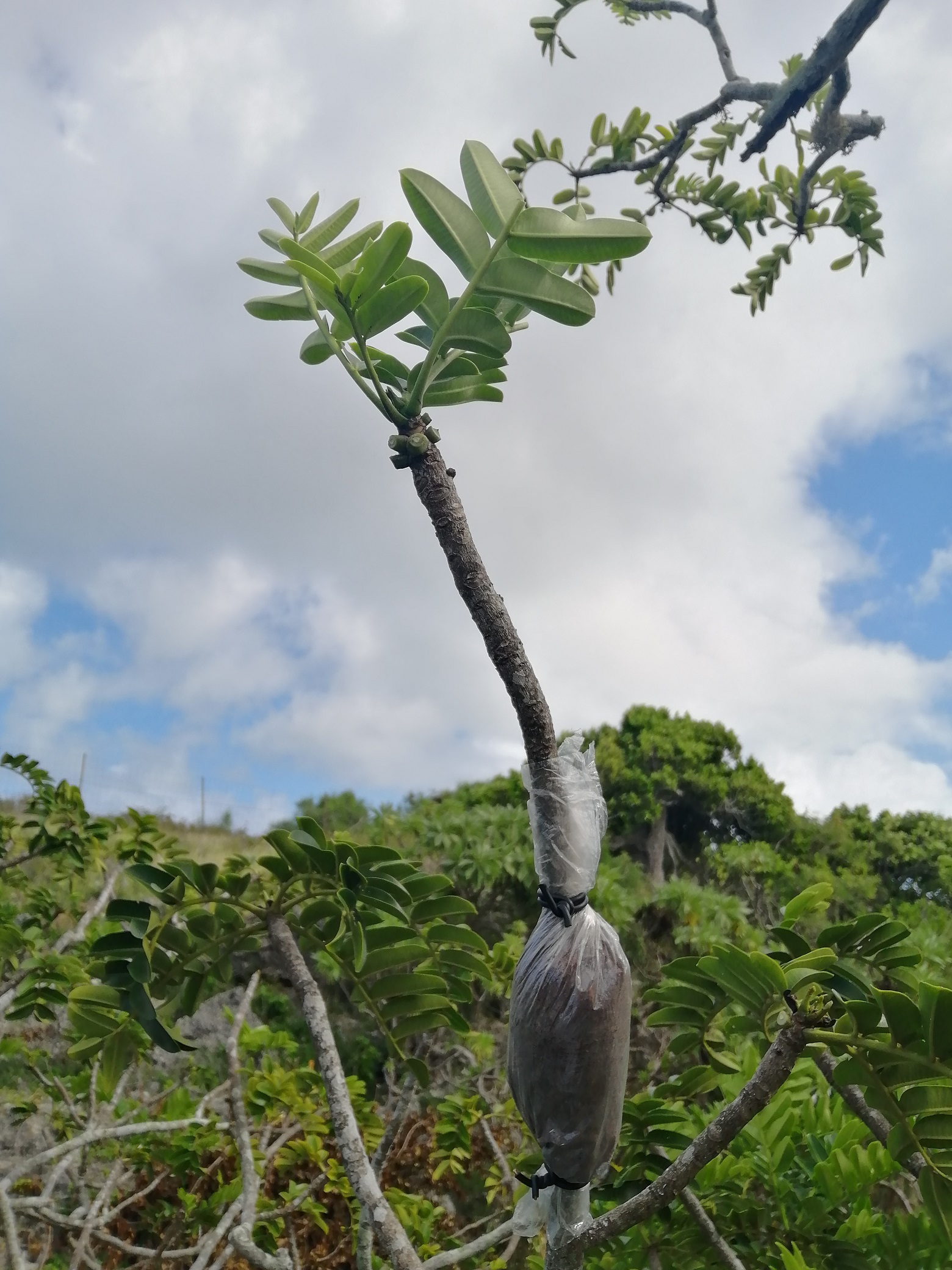 Threatened trees in the Republic of Mauritius: The final stand of many ...