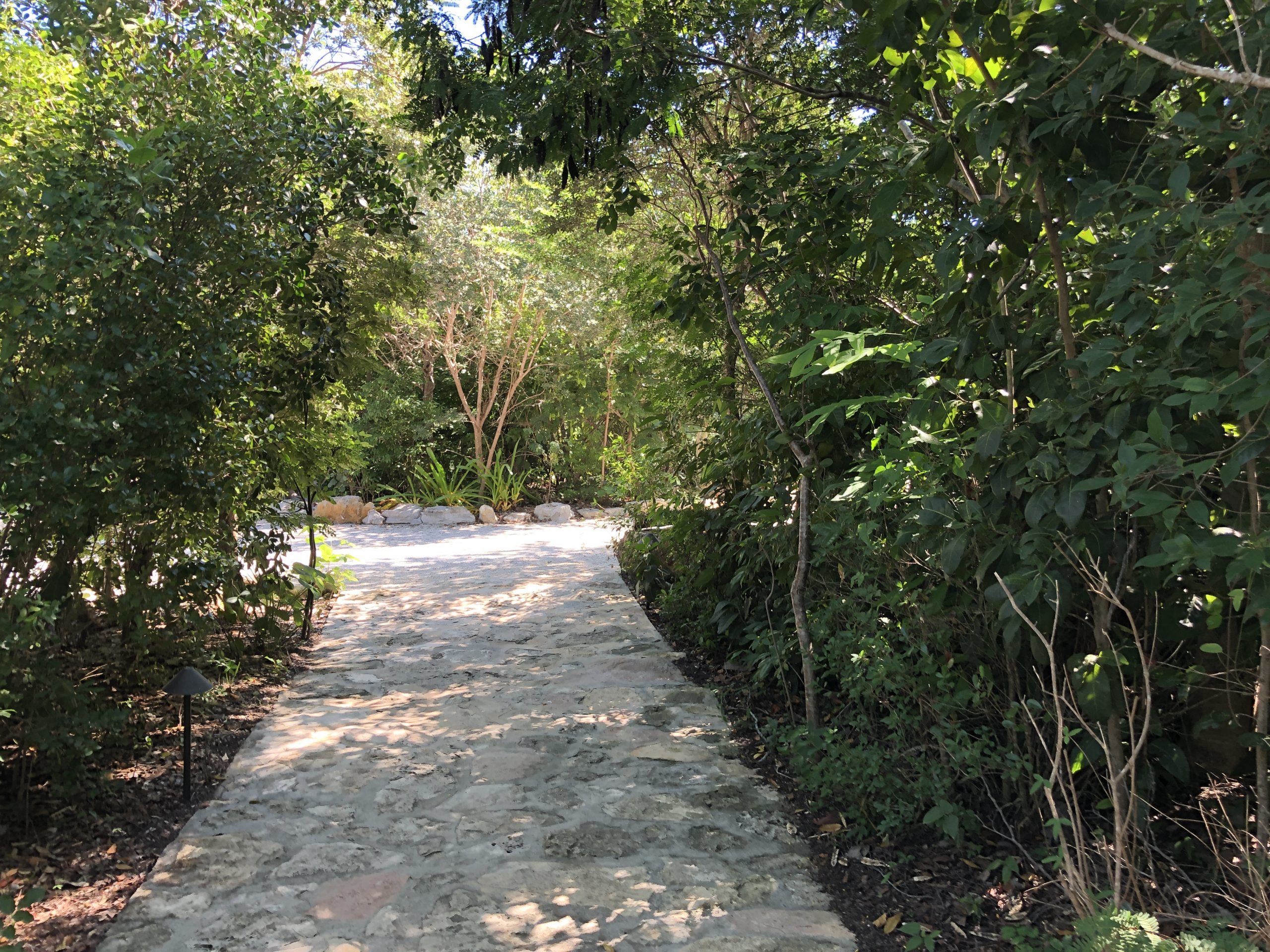 Caribbean Dry Forest Restoration in The Bahamas | Botanic Gardens ...
