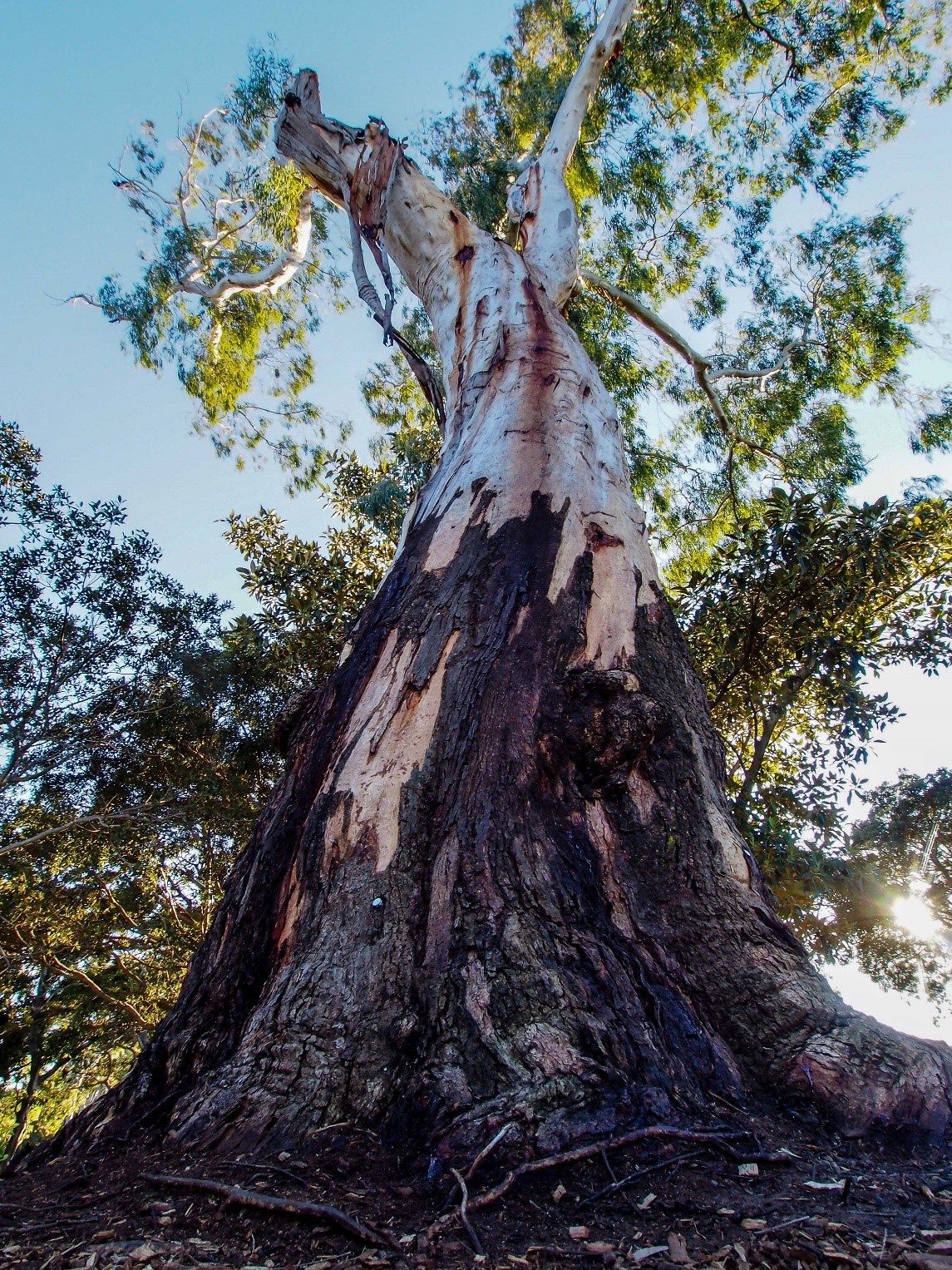 Global Tree Assessment | Botanic Gardens Conservation International