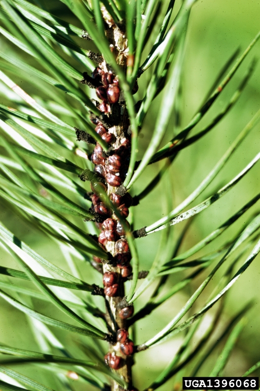 Pine Tortoise Scale Survey | Botanic Gardens Conservation International