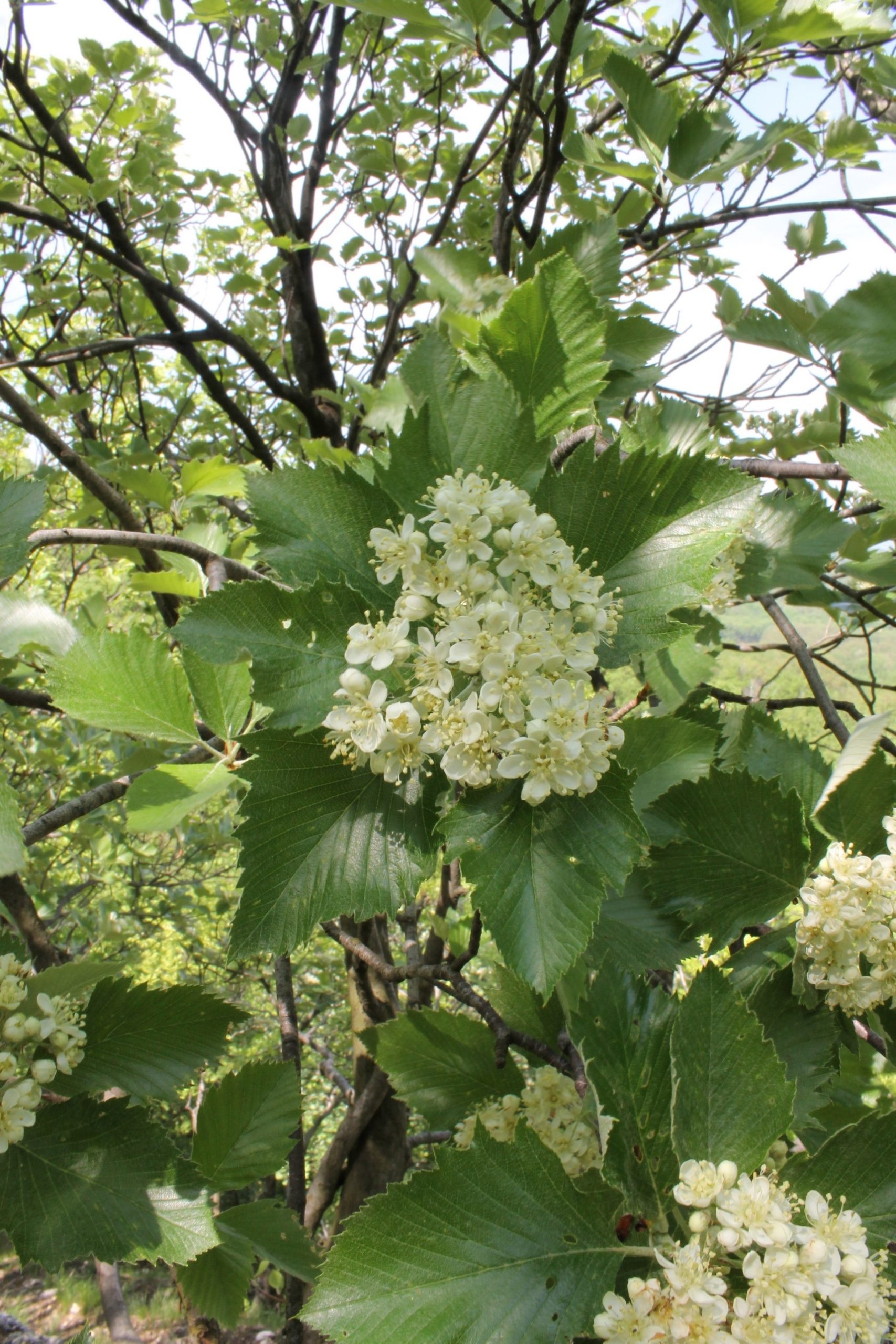 European Red List of Trees | Botanic Gardens Conservation International