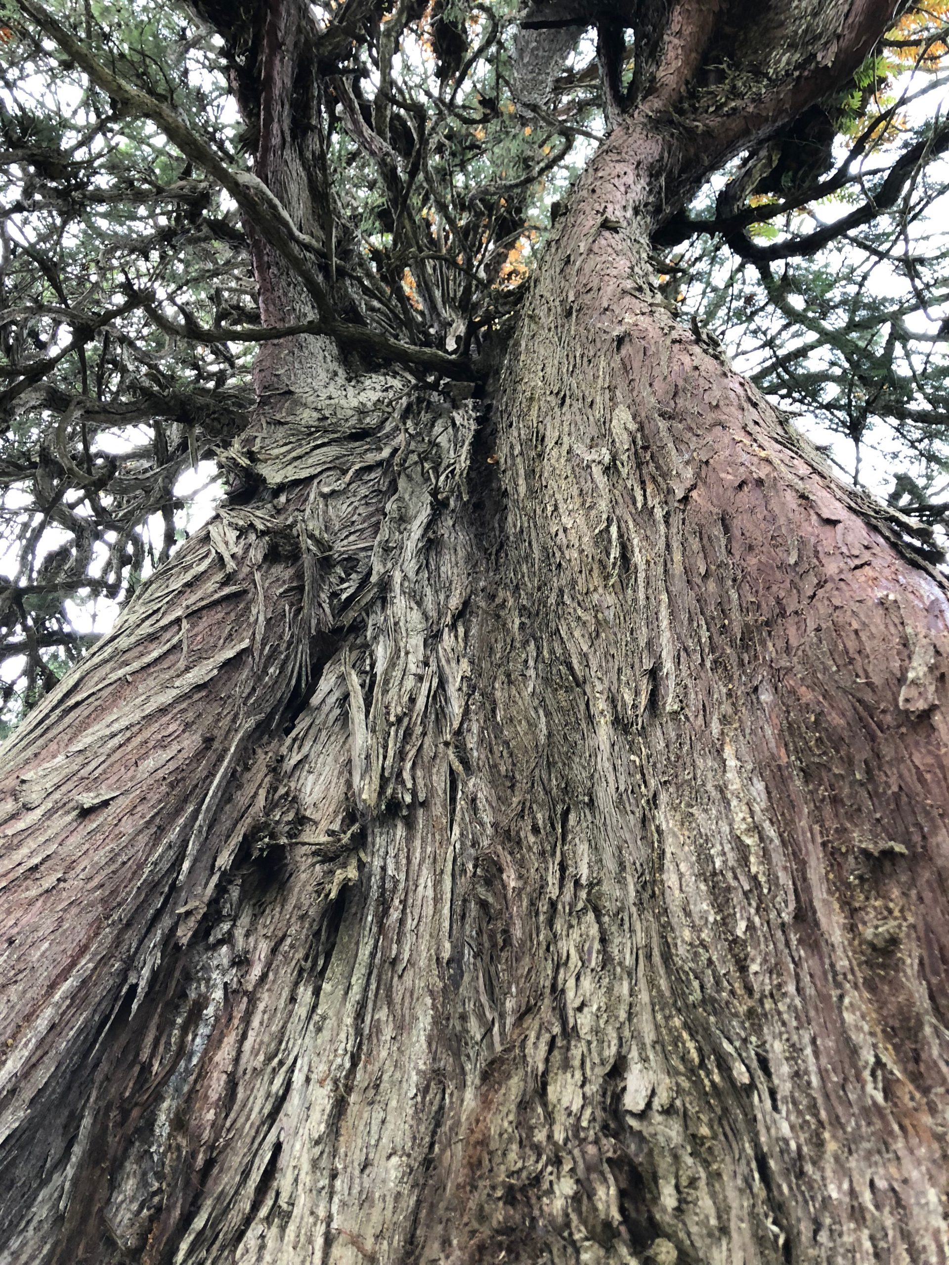 Scientists Issue “Warning to Humanity” that Tree Species Extinction ...