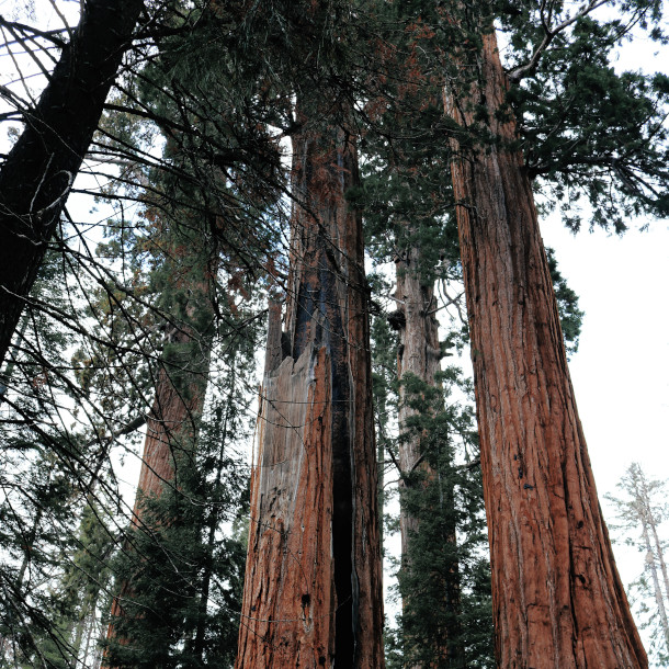 National Public Radio (NRP) covers U.S. Tree Assessment Project ...