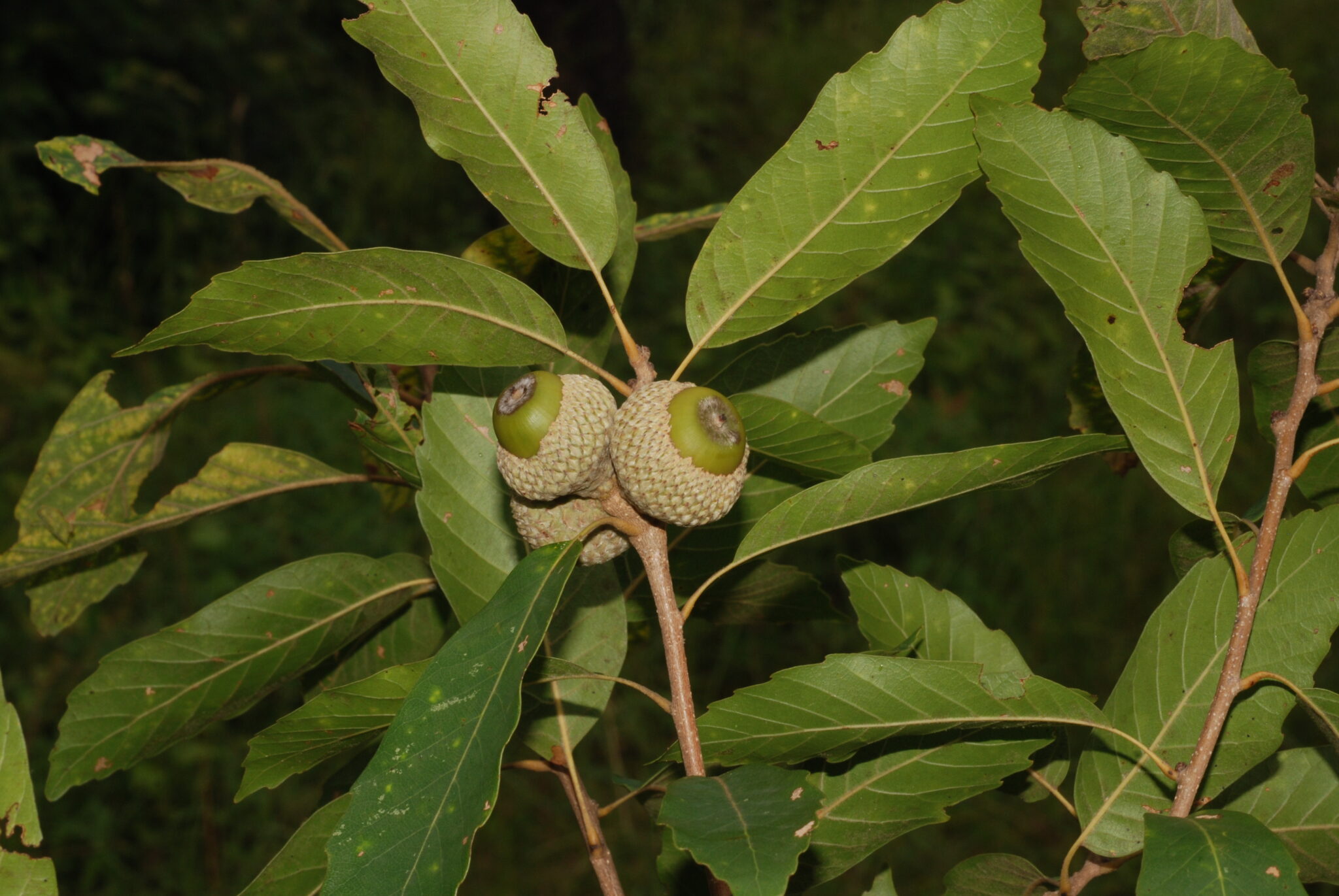 Oak Conservation and Research Fund | Botanic Gardens Conservation ...