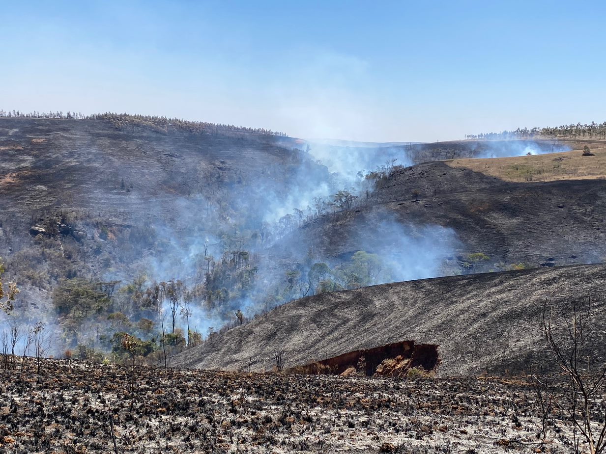 Restoration after fire burns precious forest in Madagascar | Botanic ...
