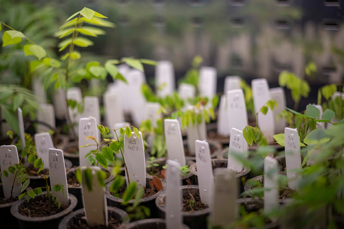 Atlantic Forest & Cerrado Climate Change Scenarios | Botanic Gardens ...