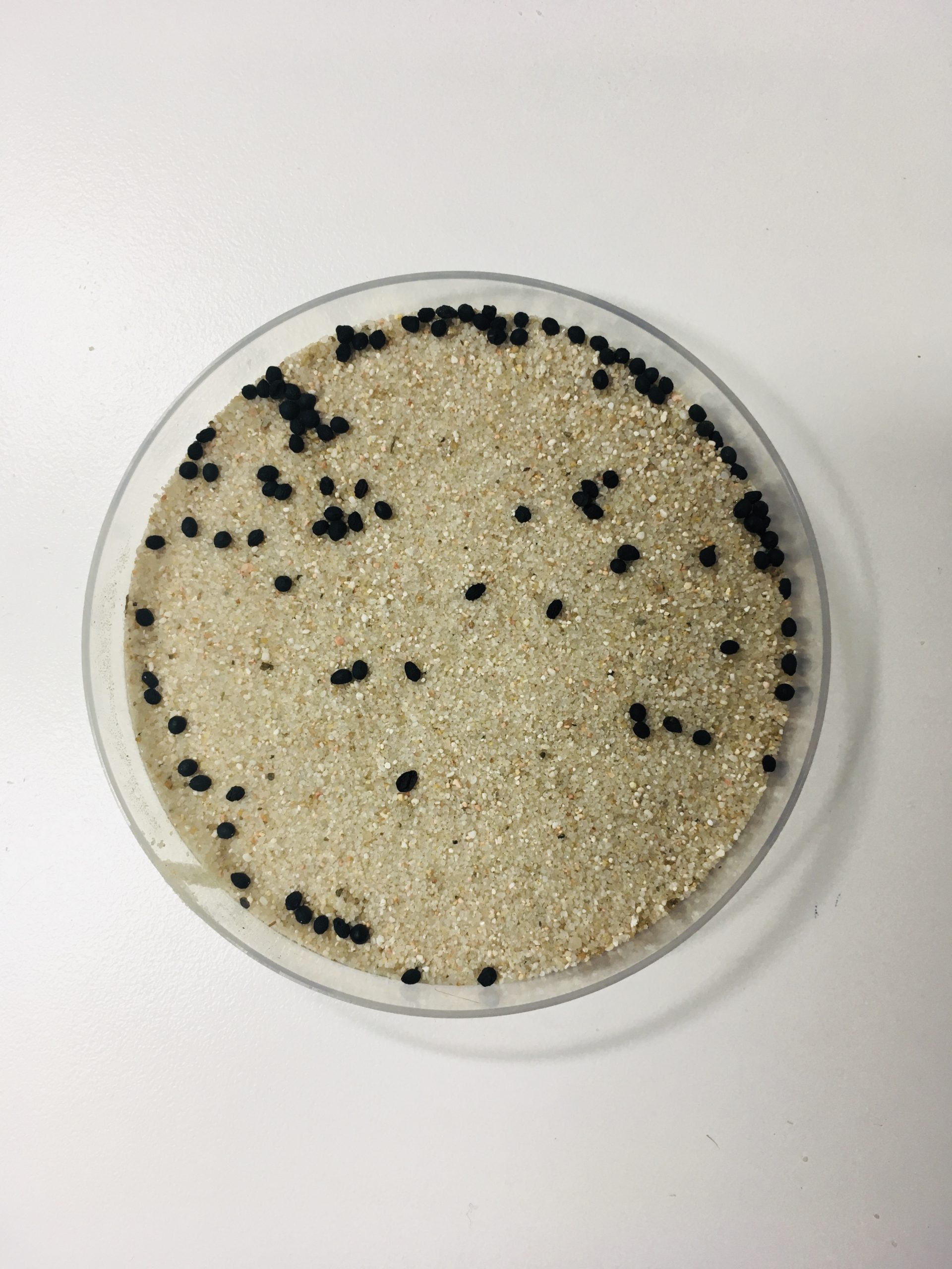 Conserving geophytes from the Iberian Peninsula | Botanic Gardens ...