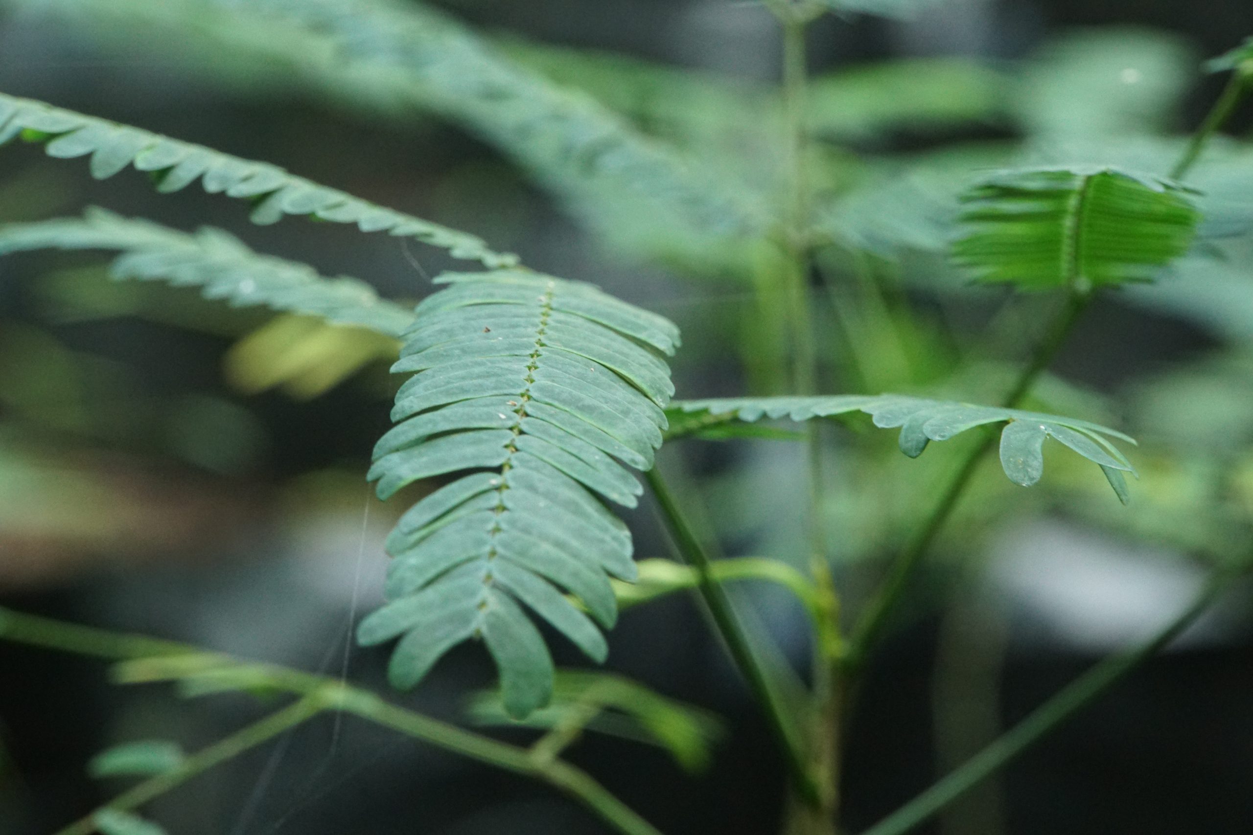 Propagation of native tree species | Botanic Gardens Conservation ...