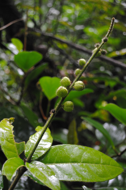 Tree Conservation, Central East Mexico | Botanic Gardens Conservation ...