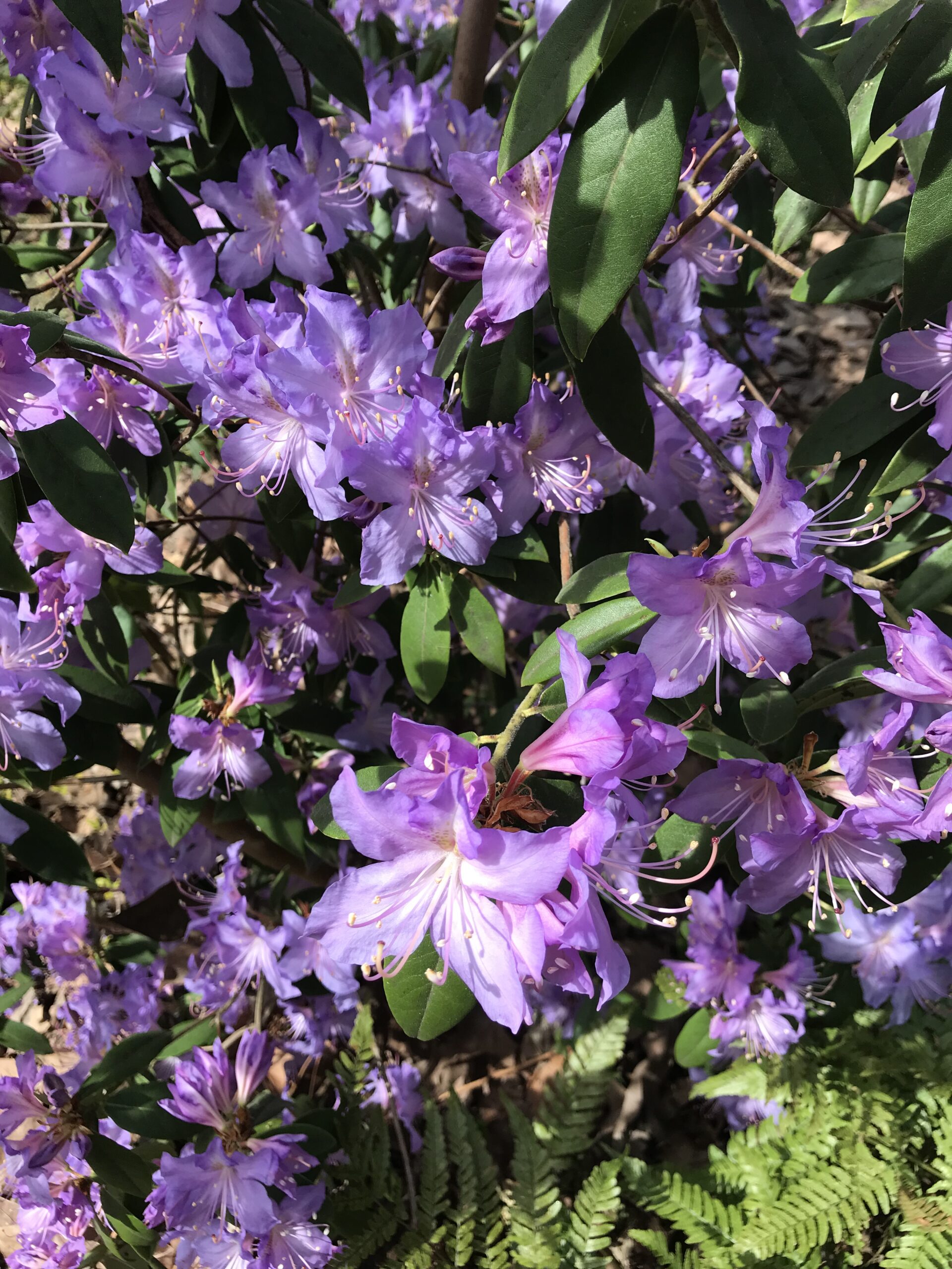 Global Conservation Consortia | Botanic Gardens Conservation International