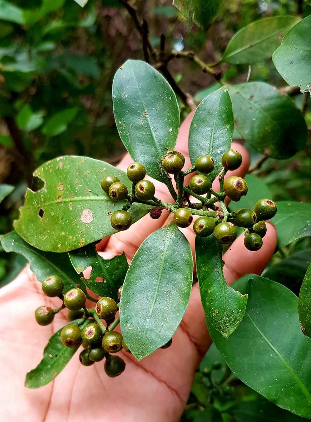Conserving Psychotria ilocana: a species extinct in the wild | Botanic ...