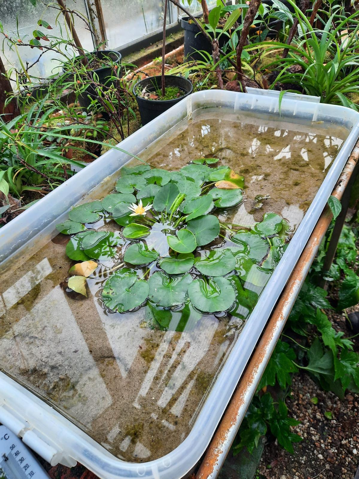 Best practice guidelines for the cultivation of Nymphaea thermarum in ex situ collections ...