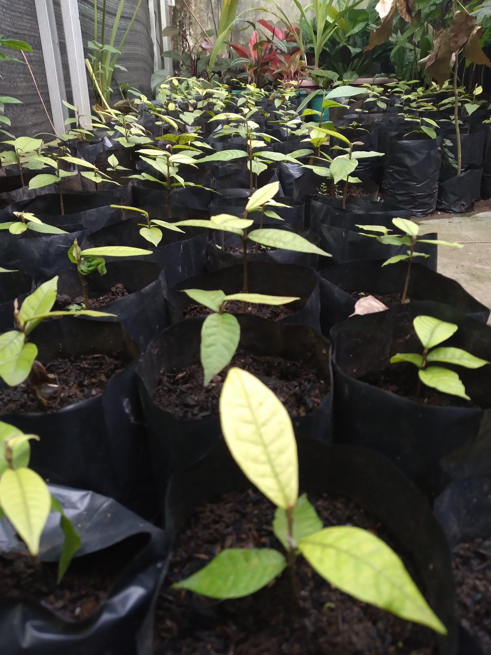 Translocation of Vatica javanica subp. javanica, a Critically ...