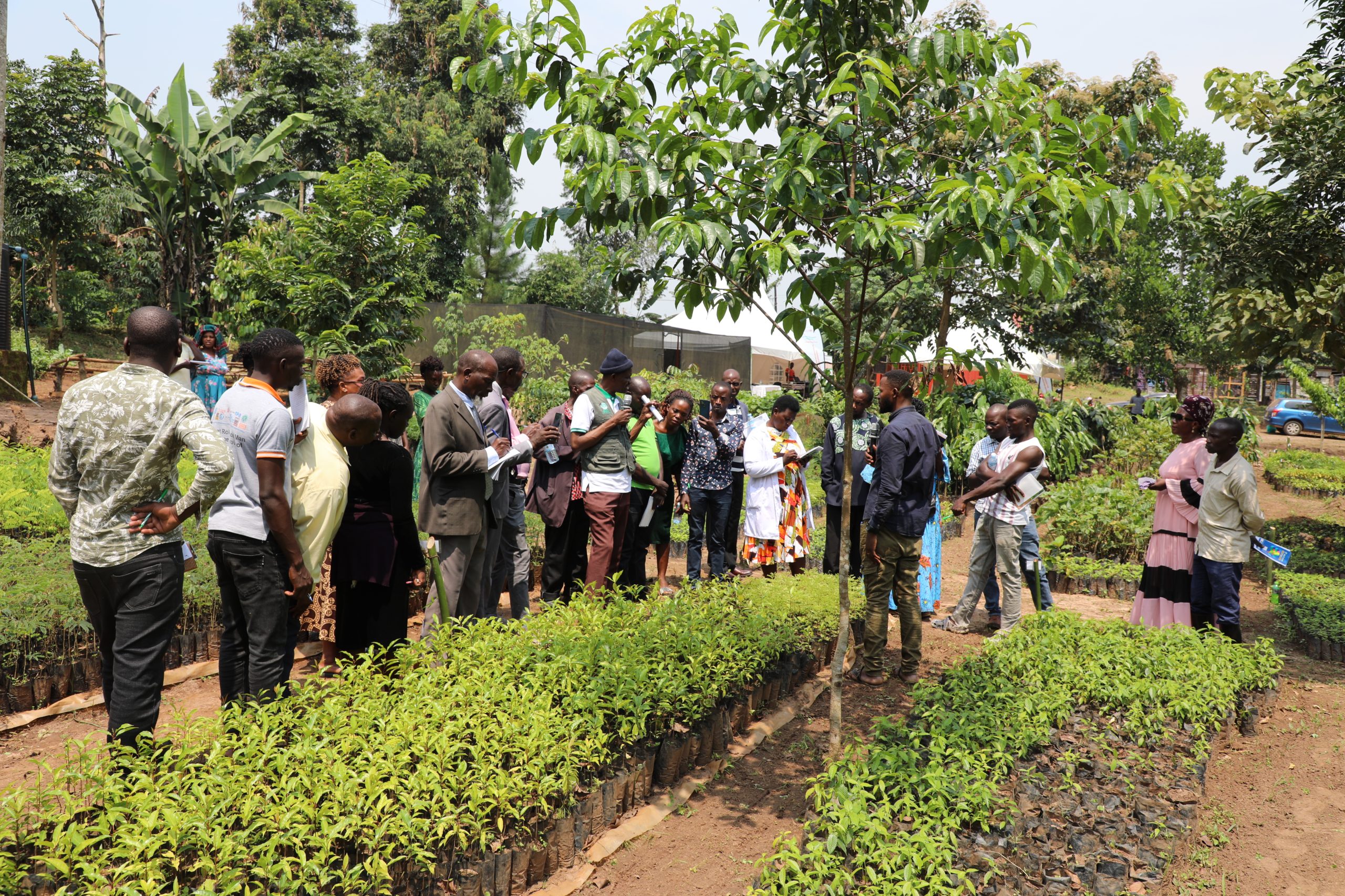 Understanding Ugandan native plant species’ role in innovative ...