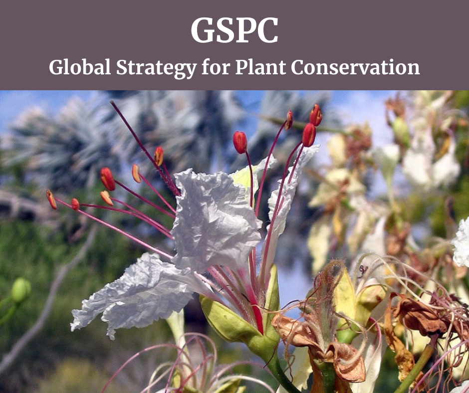 Publication of the new Voluntary Complimentary Actions of the Global ...