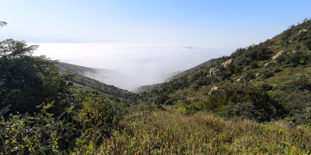 Spotlight on a GTSG Member Project: Relict Forest in Fog Oases in South ...