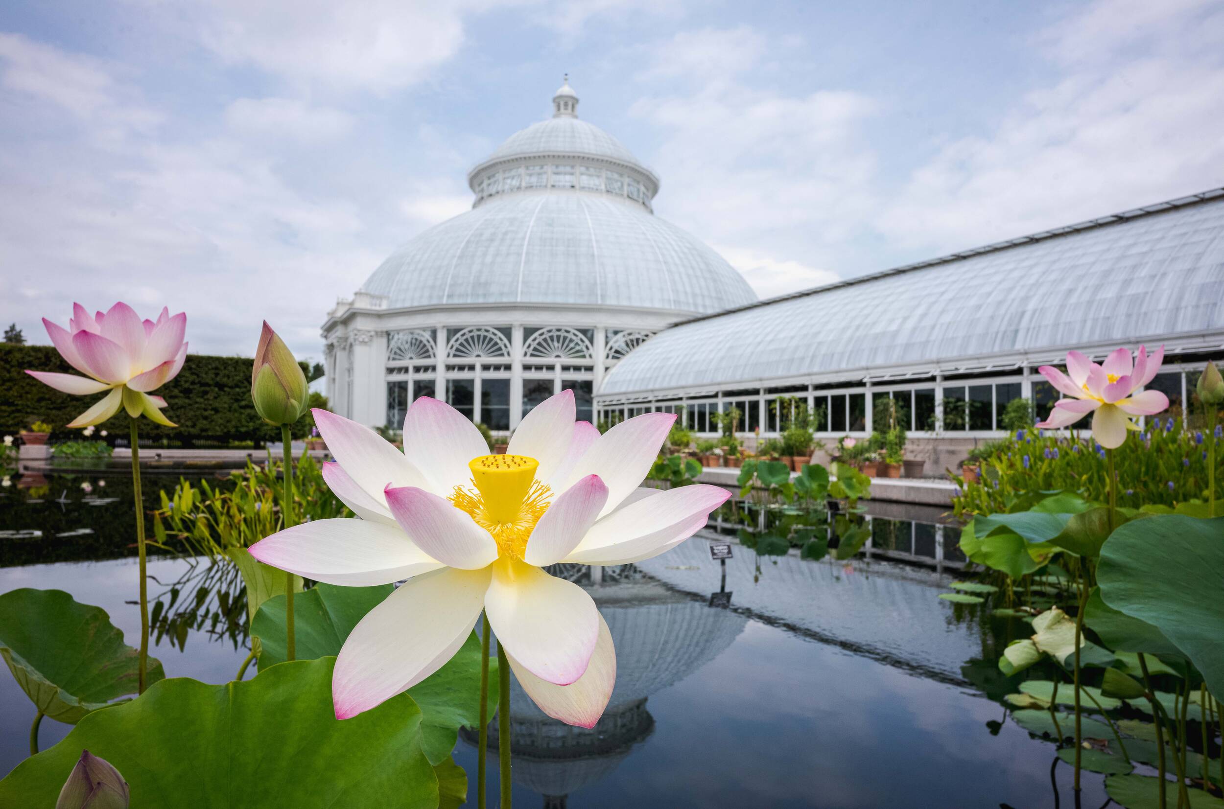 Global survey to understand and amplify botanic gardens’ role in ...